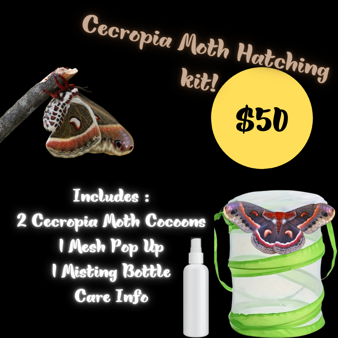 Cecropia Moth Hatching Kit| Jmzbutterflyfarm