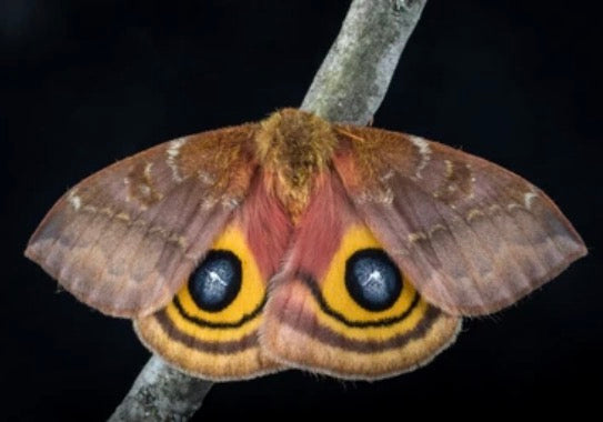 (Single) Io Moth Pupae| Jmzbutterflyfarm