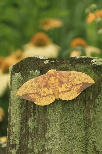 Imperial Moth Pupae| Jmzbutterflyfarm