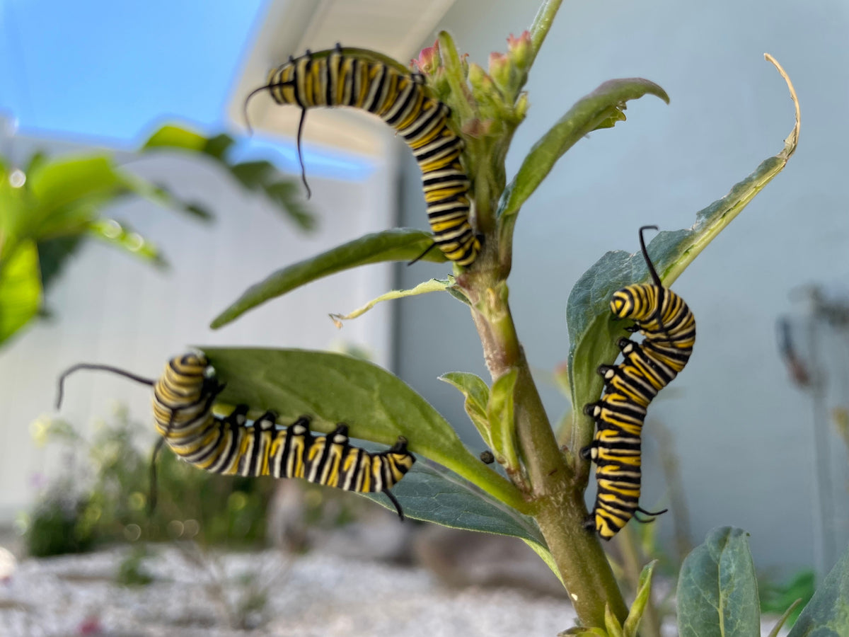 Monarch Caterpillars or Chrysalis| Jmzbutterflyfarm