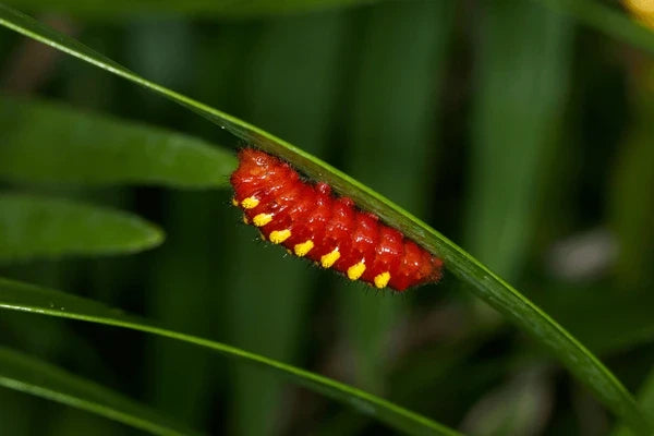 Atala Butterfly Caterpillars or Chrysalis| Jmzbutterflyfarm