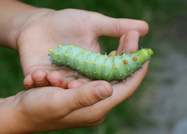 Cecropia Moth Caterpillars | Live Larvae | Jmzbutterflyfarm ...