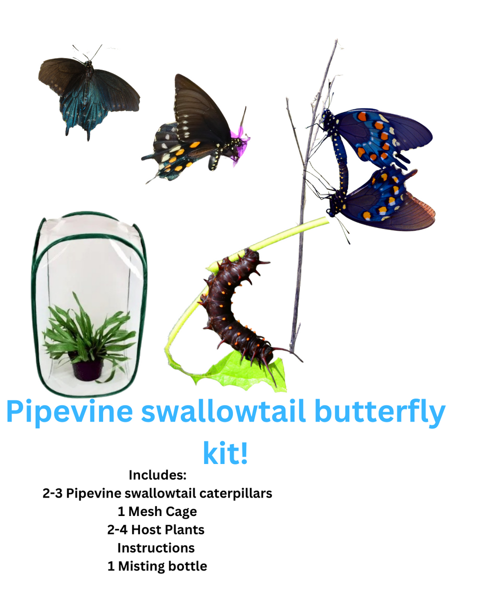 Pipevine Swallowtail Kit| Jmzbutterflyfarm