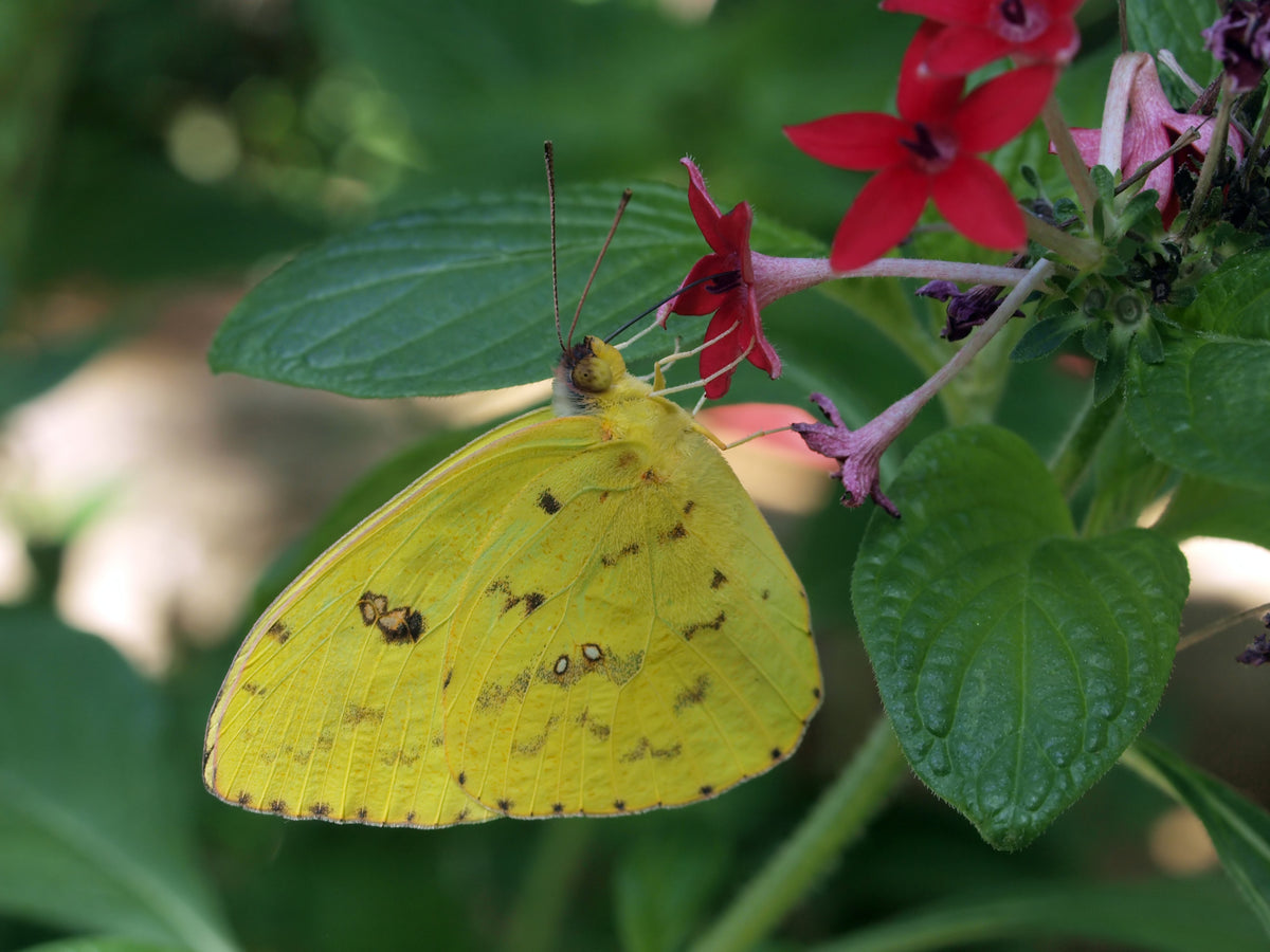 (SINGLE) Cloudless Sulfer Chrysalis| Jmzbutterflyfarm