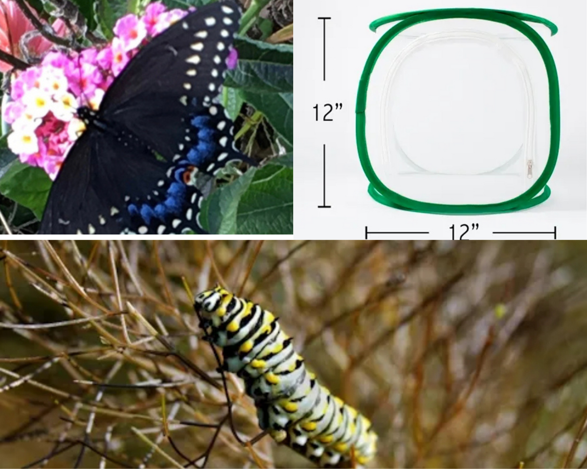 Black Swallowtail Life-Cycle Kit!| Jmzbutterflyfarm