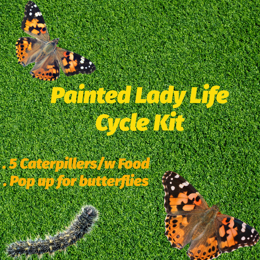 Painted Lady Life Cycle Kit!| Jmzbutterflyfarm