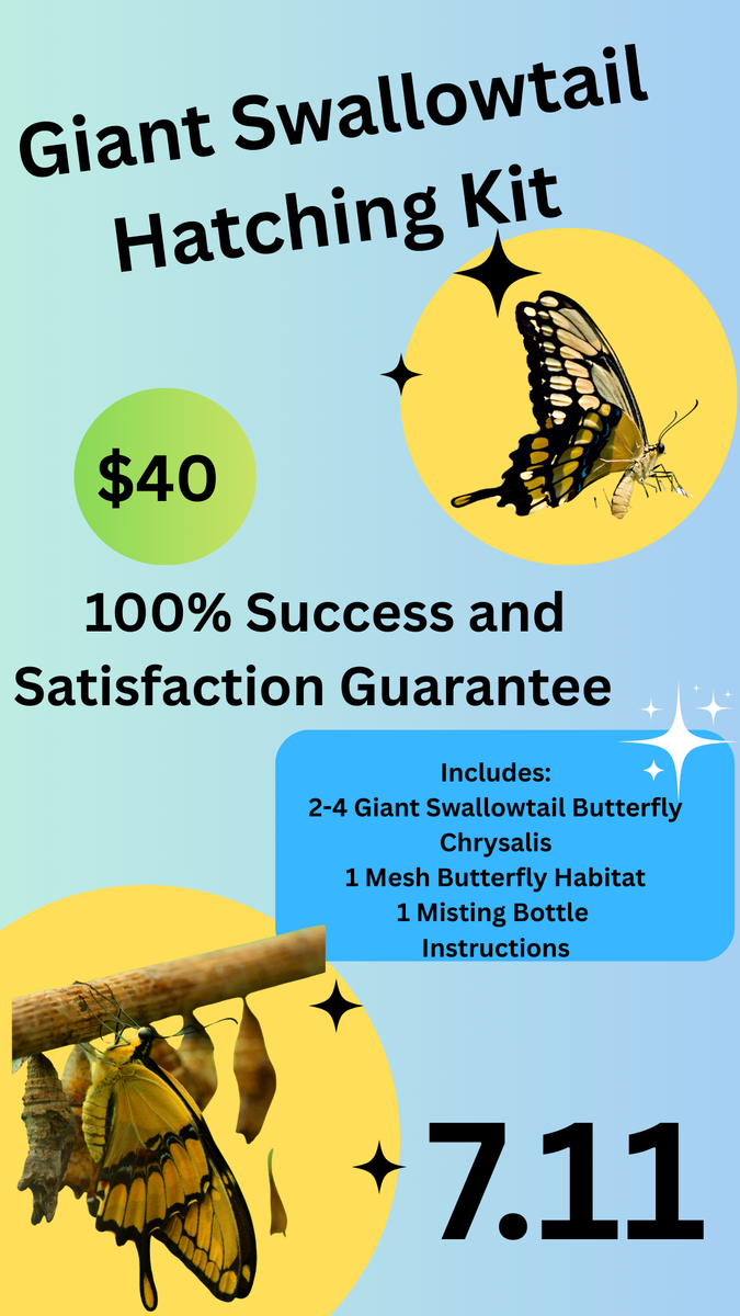 Giant Swallowtail Butterfly Hatching Kit| Jmzbutterflyfarm