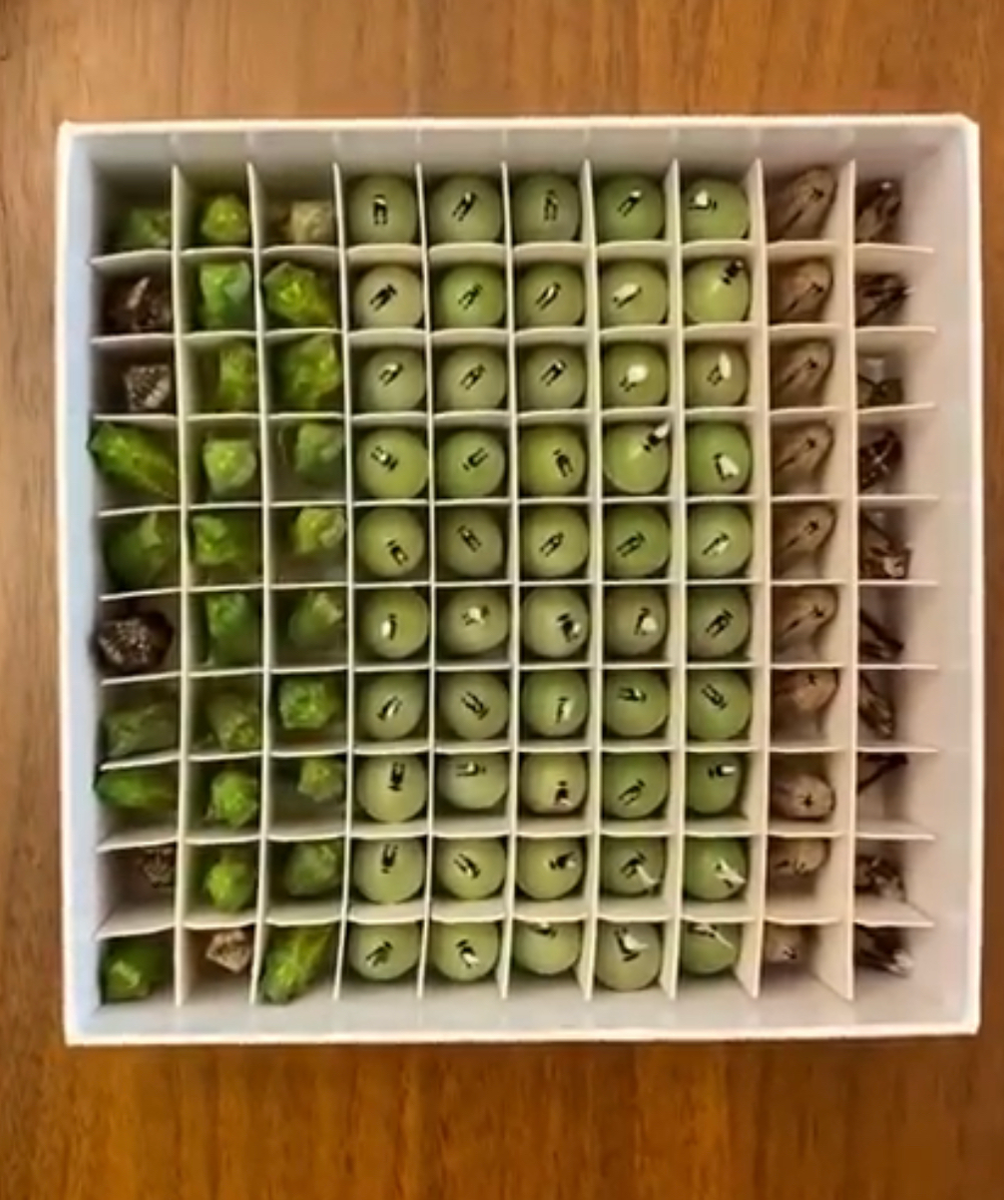 Native Chrysalis Mix| Jmzbutterflyfarm