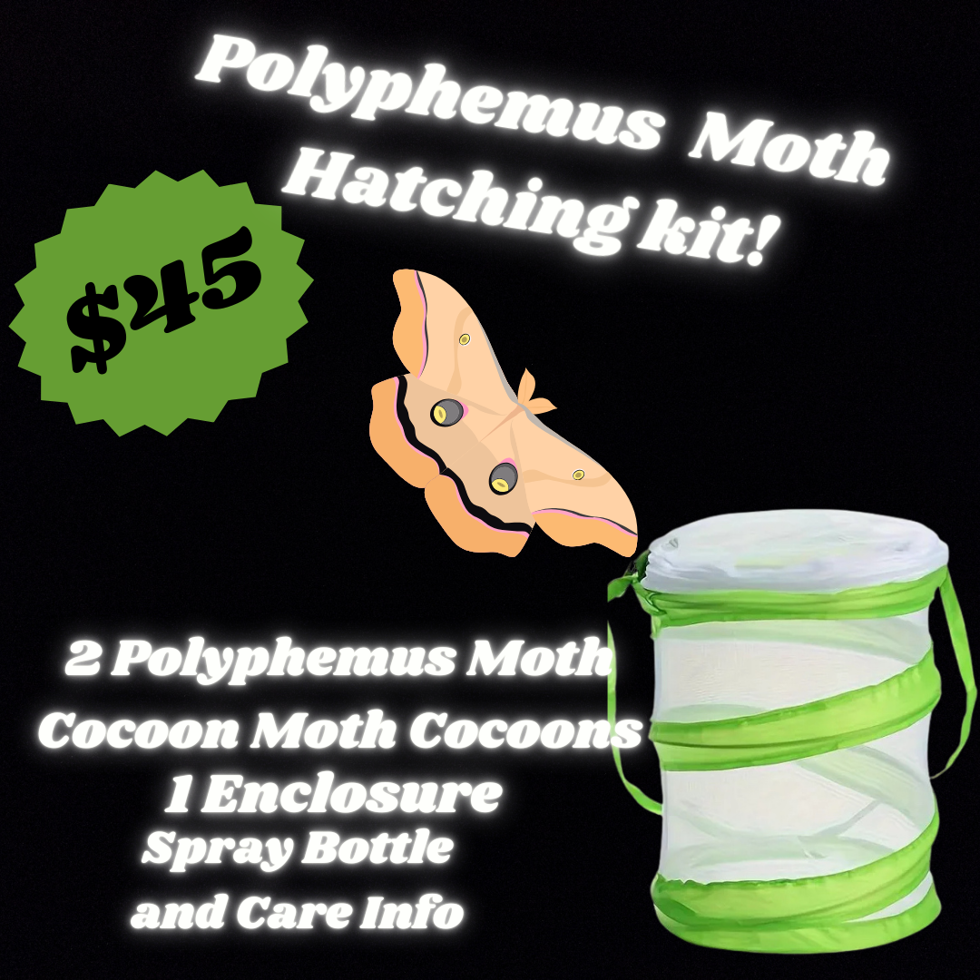 Polyphemus Moth Hatching Kit| Jmzbutterflyfarm