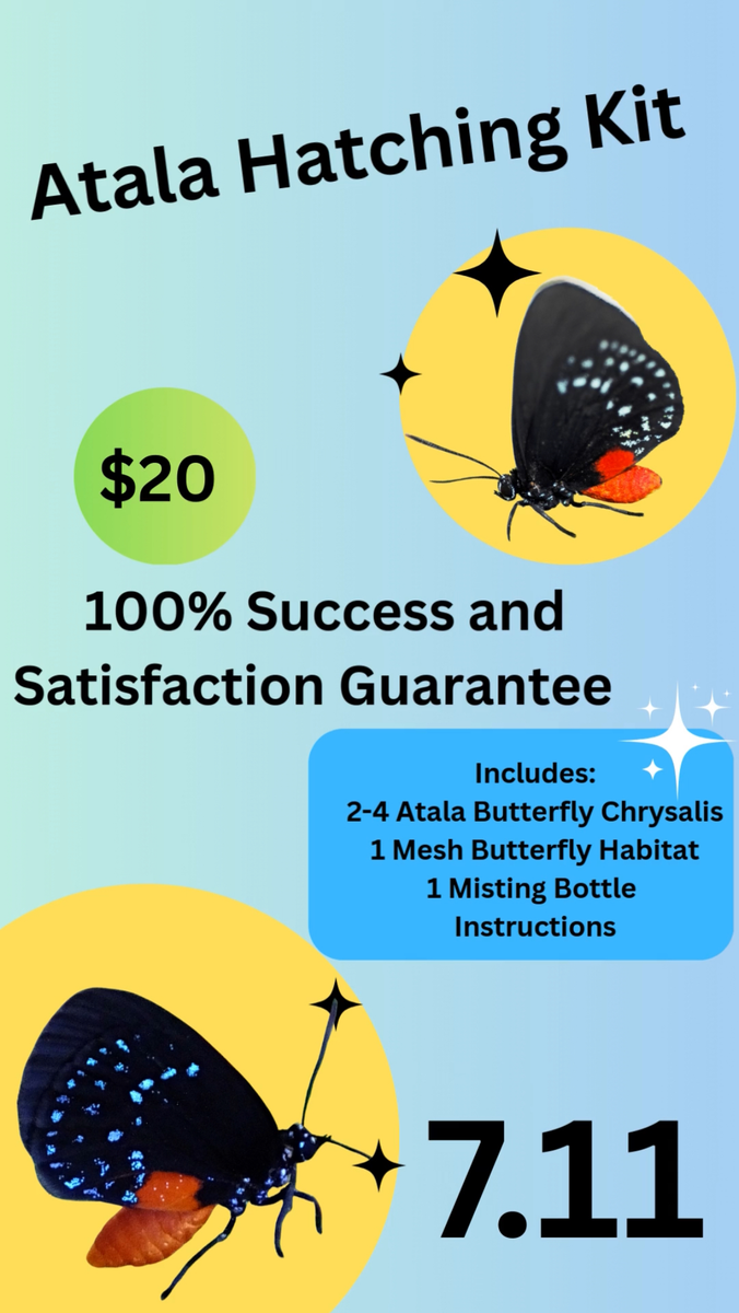 Atala Butterfly Hatching Kit| Jmzbutterflyfarm