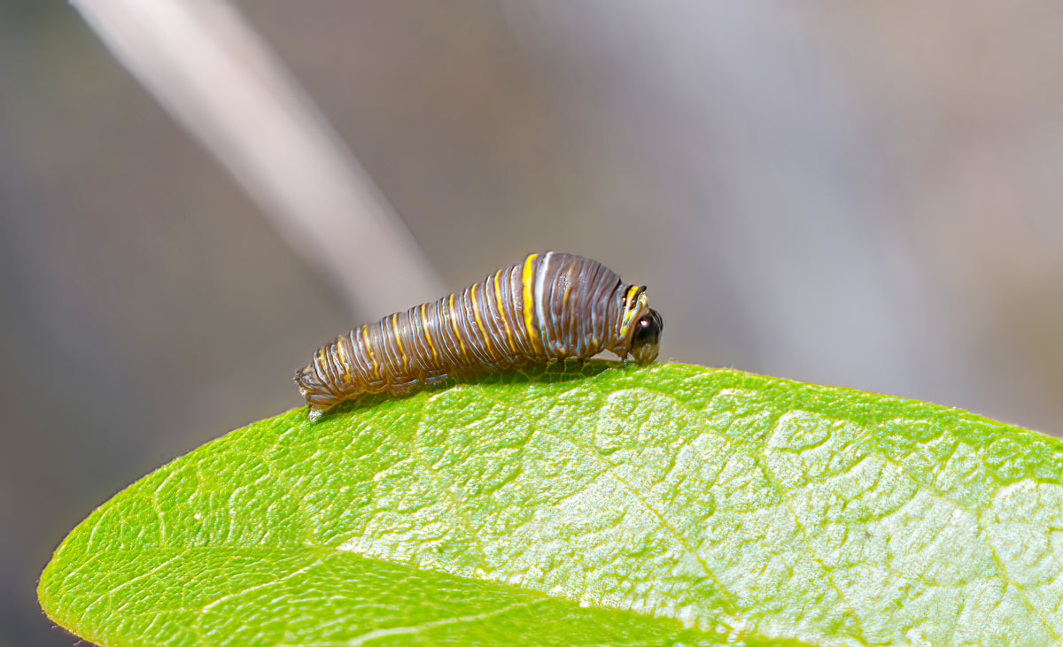 Zebra Swallowtail Caterpillars or Chrysalis| Jmzbutterflyfarm