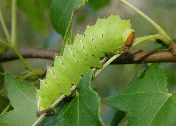 Polyphemus Moth Caterpillars | Live Larvae | Jmzbutterflyfarm ...